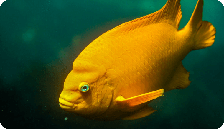 Marine Life | Bike and Kayak Tours | San Diego, California