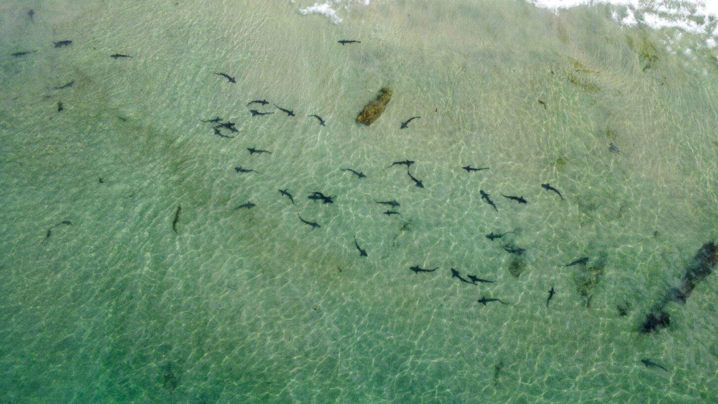 Leopard Sharks Return to La Jolla Shores!